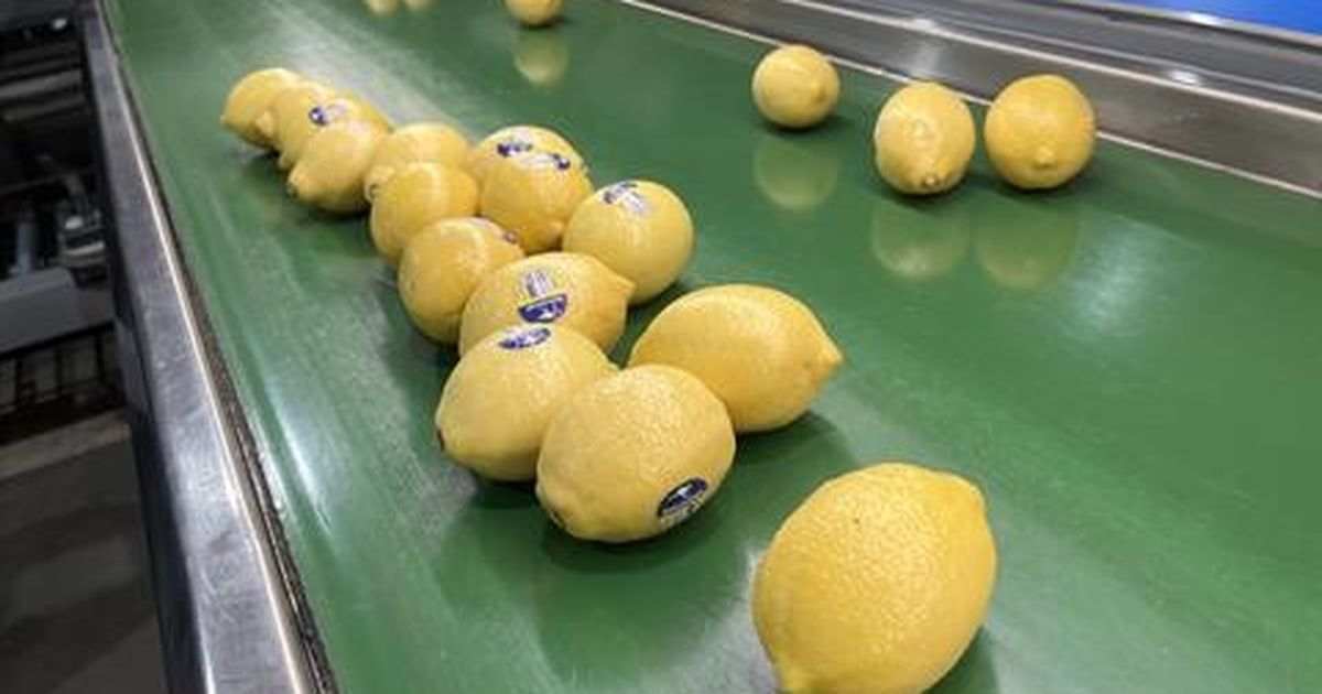 Nutrano Produce Group thử nghiệm thành công nhãn dán trái cây tự phân hủy